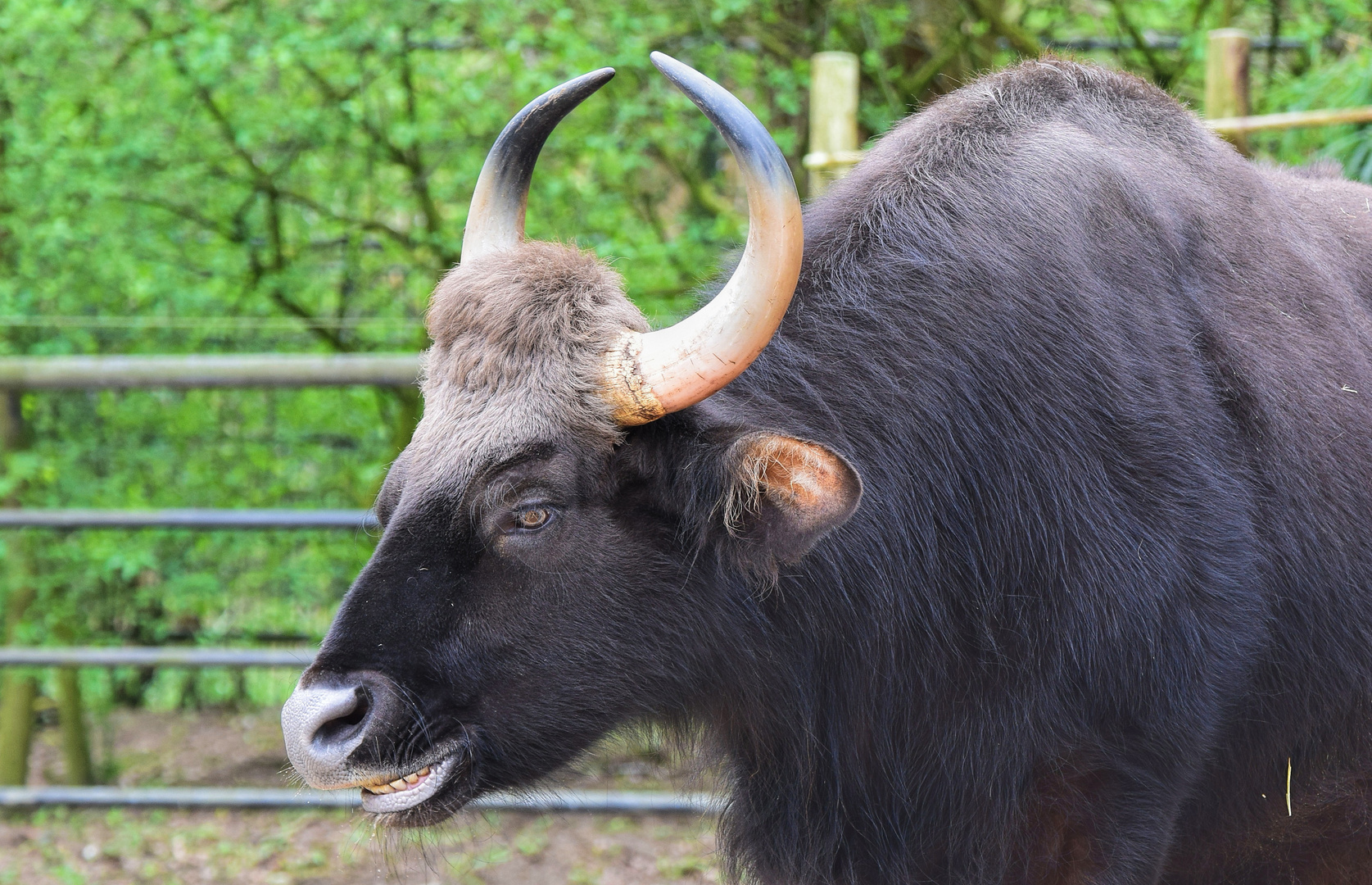 Gaur Foto & Bild | natur, zoo, tiere Bilder auf fotocommunity