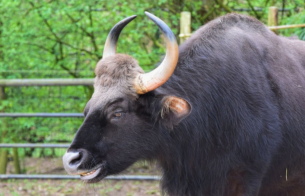 Gaur Foto & Bild | natur, zoo, tiere Bilder auf fotocommunity