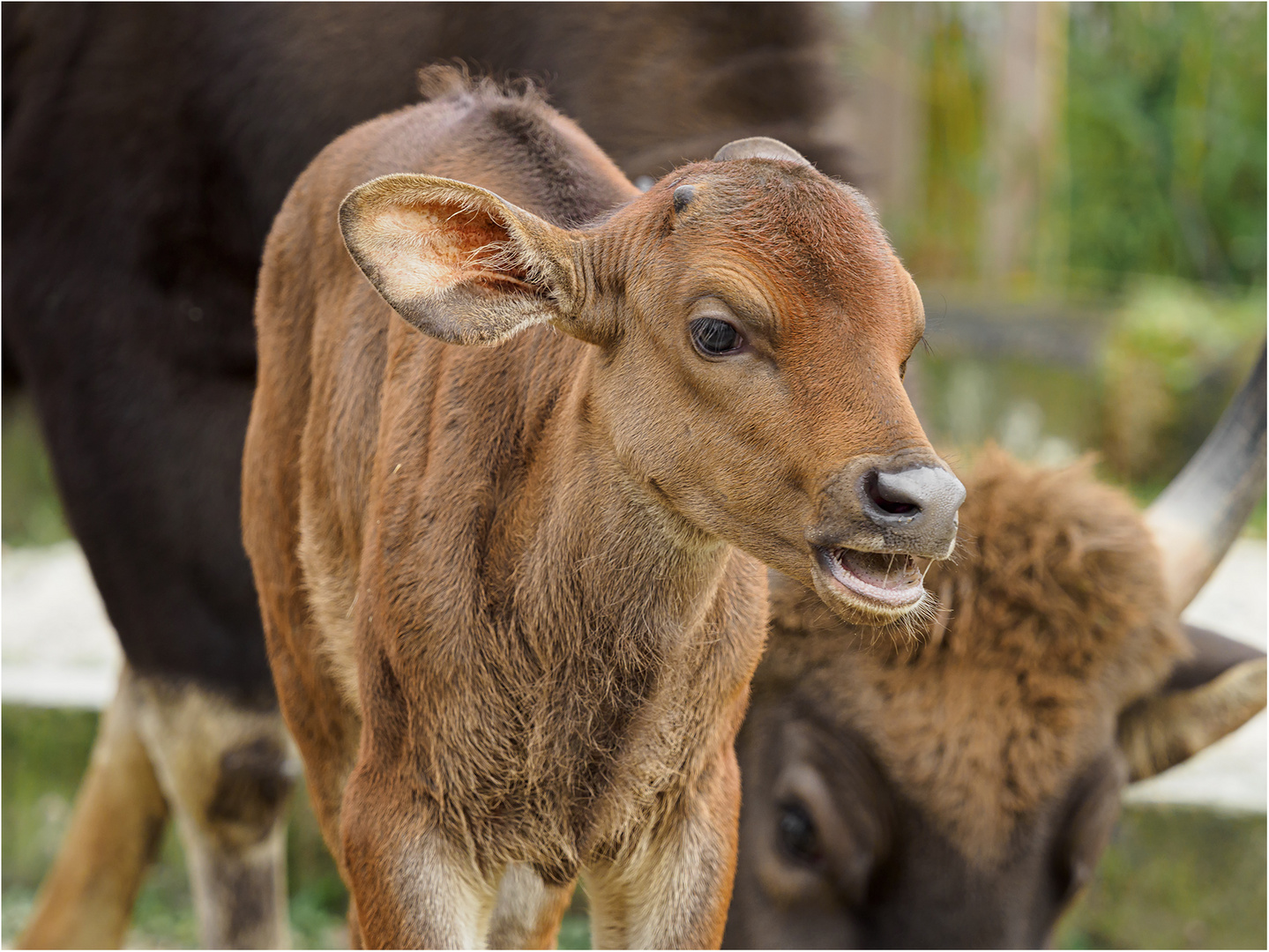 Gaur Foto & Bild | natur, zoo, tiere Bilder auf fotocommunity