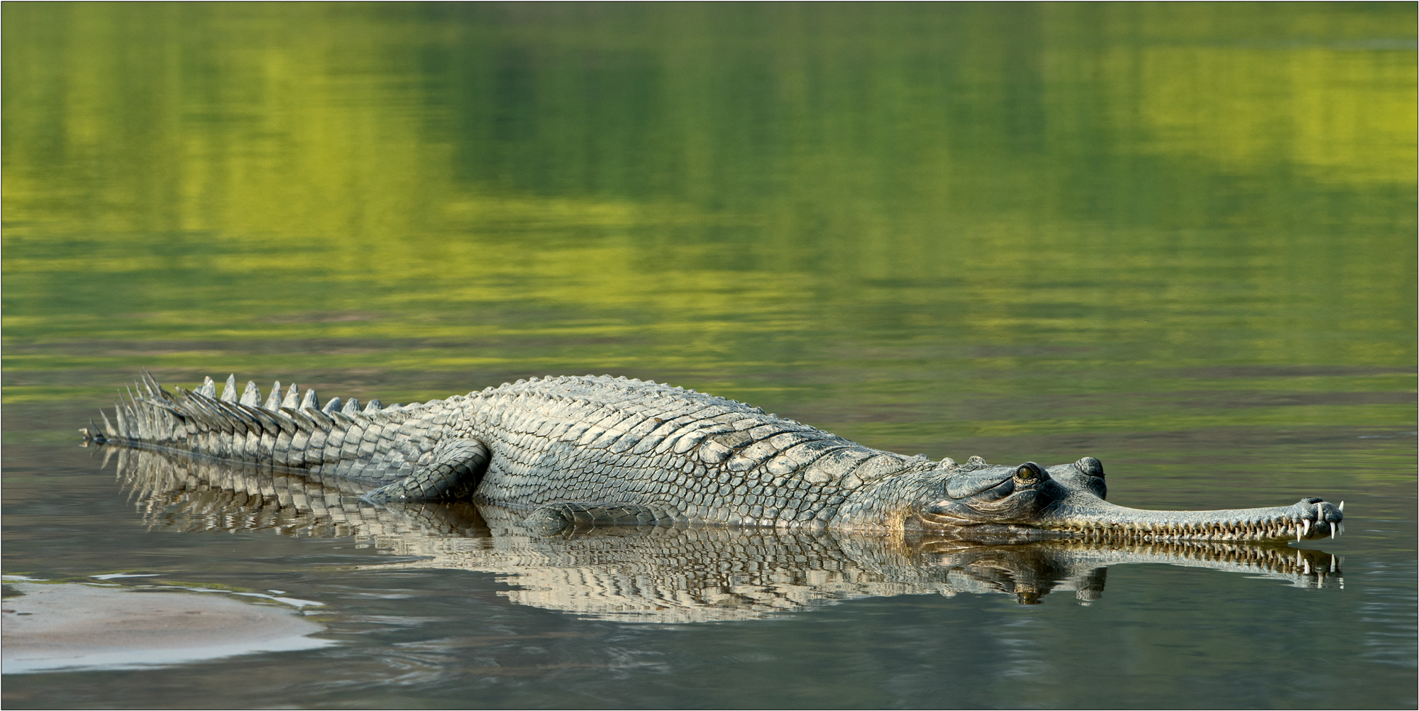 Gavial Foto & Bild | tiere, wildlife, amphibien & reptilien Bilder auf ...
