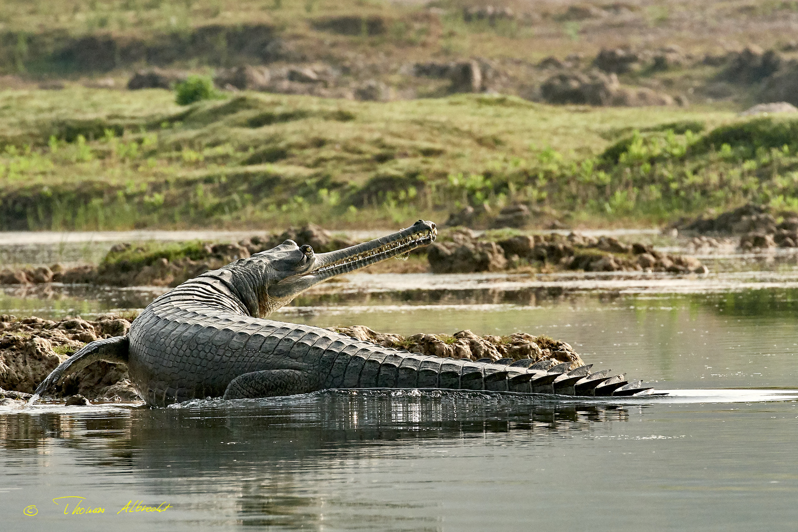 Gavial Foto & Bild | fotos, world, dokumentation Bilder auf fotocommunity