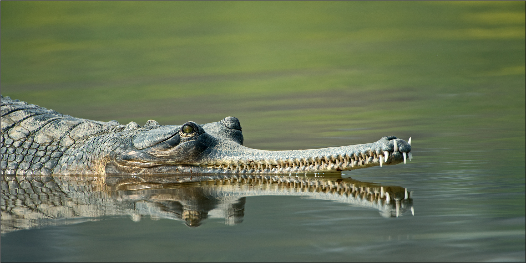 Gavial II Foto & Bild | tiere, wildlife, amphibien & reptilien Bilder ...