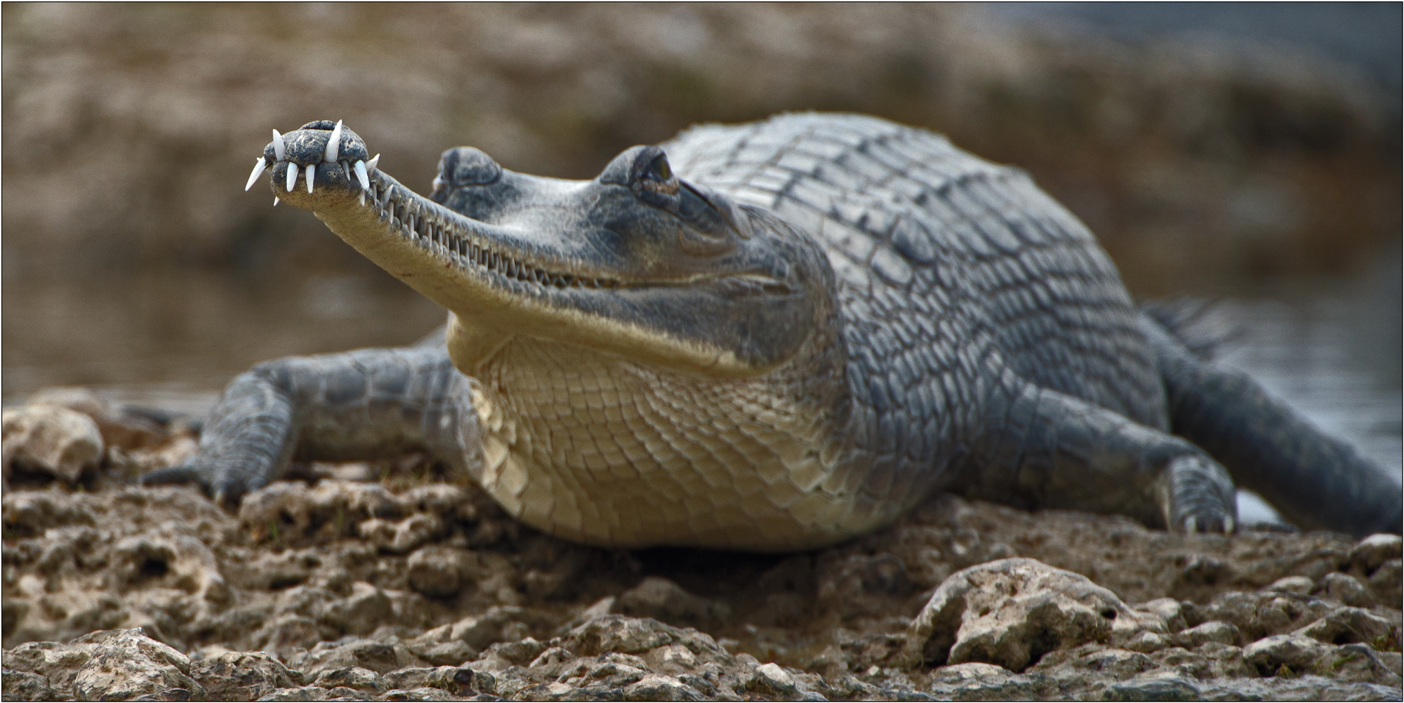 Gavial IV Foto & Bild | tiere, wildlife, amphibien & reptilien Bilder ...