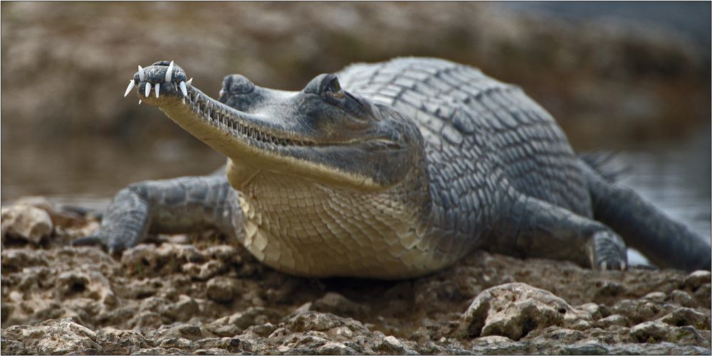 Gavial IV Foto & Bild | tiere, wildlife, amphibien & reptilien Bilder ...