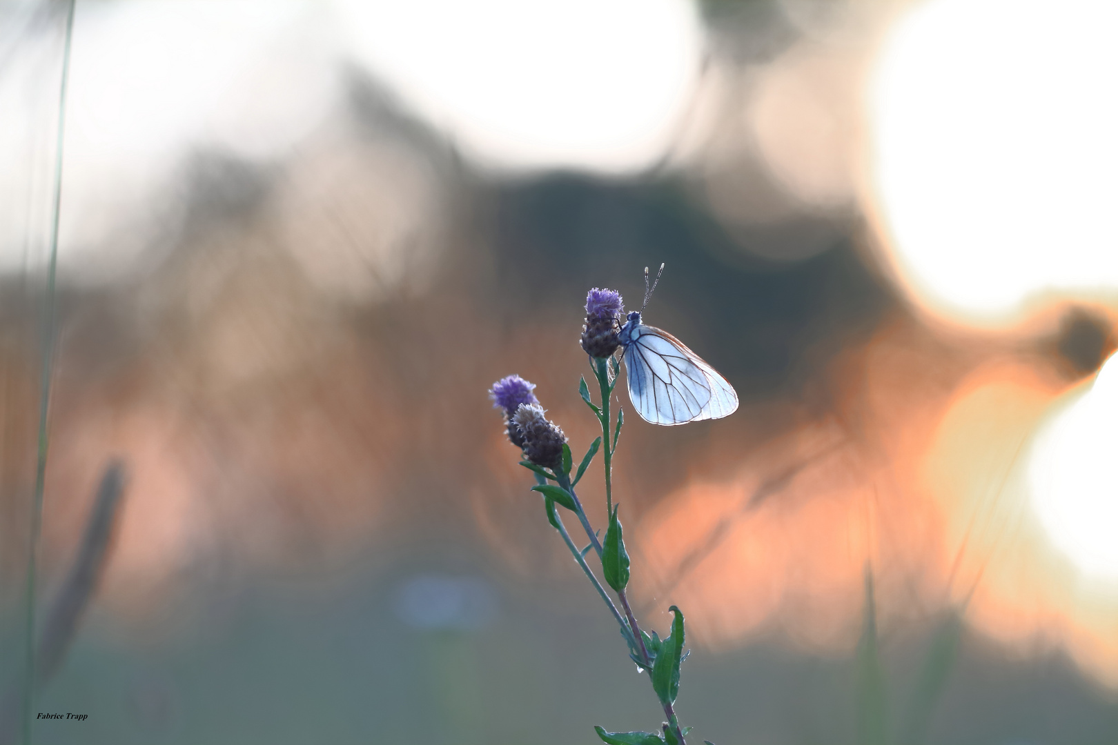 Gazé photo et image | animaux, animaux sauvages, macro . Images ...