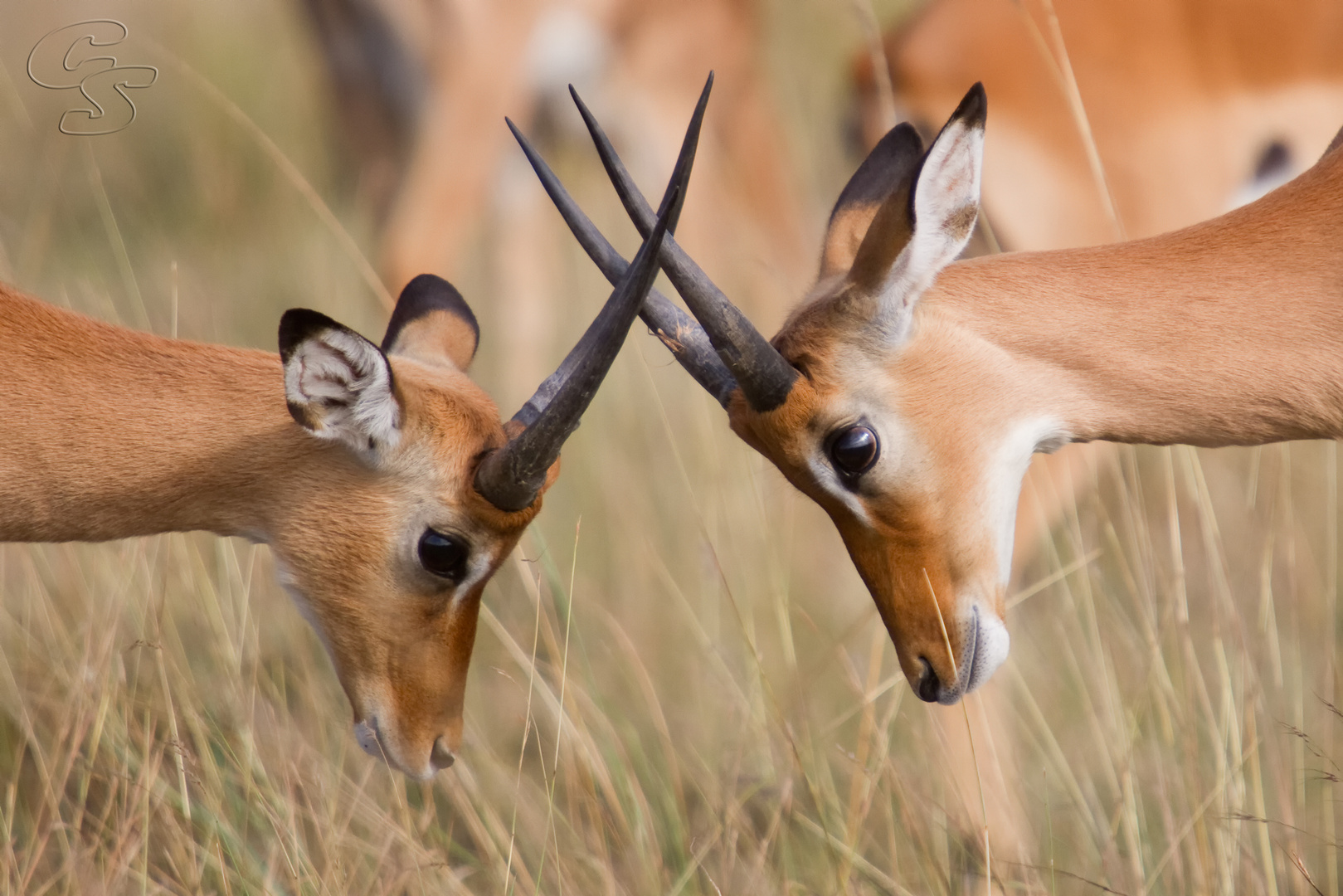 Gazellen am Rumbalgen Foto & Bild | tiere, wildlife, säugetiere Bilder ...
