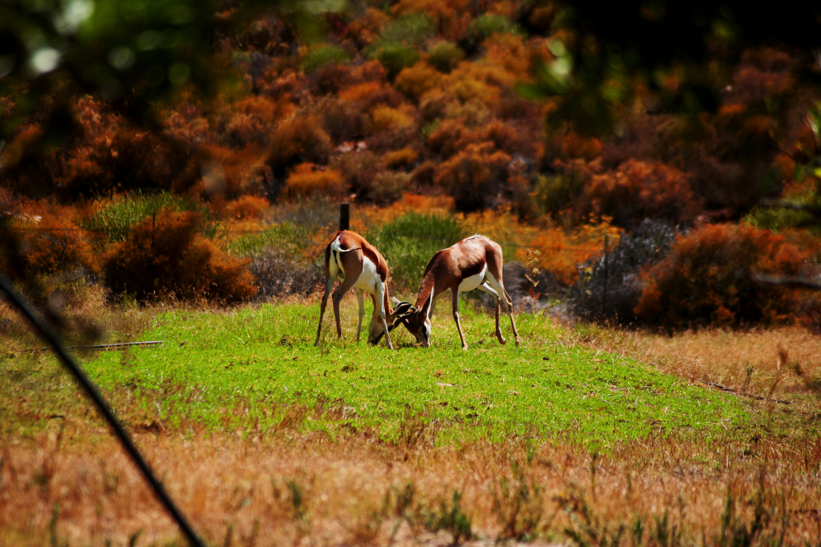 Gazellen beim Spielen Foto & Bild | tiere, wildlife, säugetiere Bilder ...