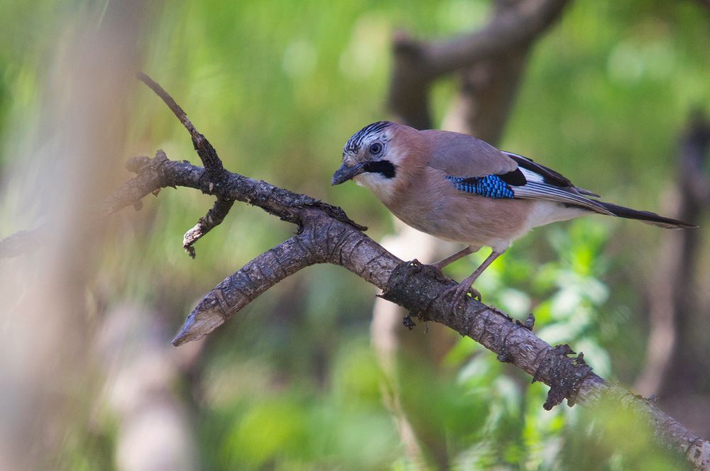 Geai des chênes photo et image | nature, vogel, animaux Images ...