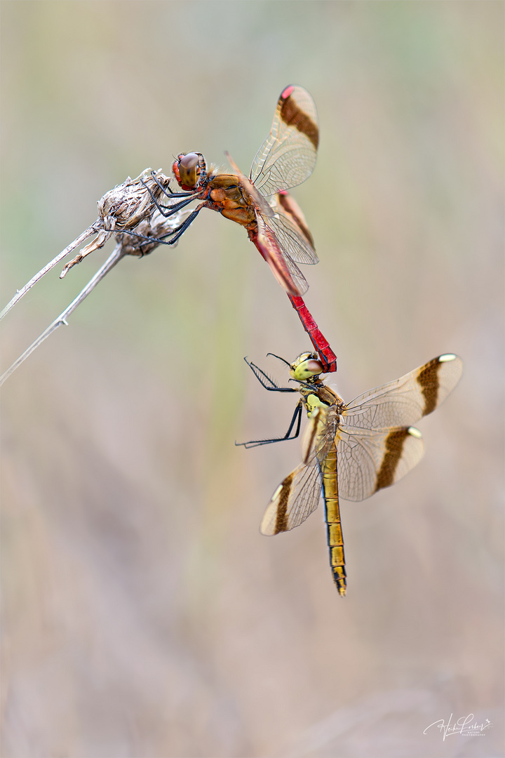 Gebänderte Heidelibellen - Paarung Foto & Bild | makro, lausitz, natur ...