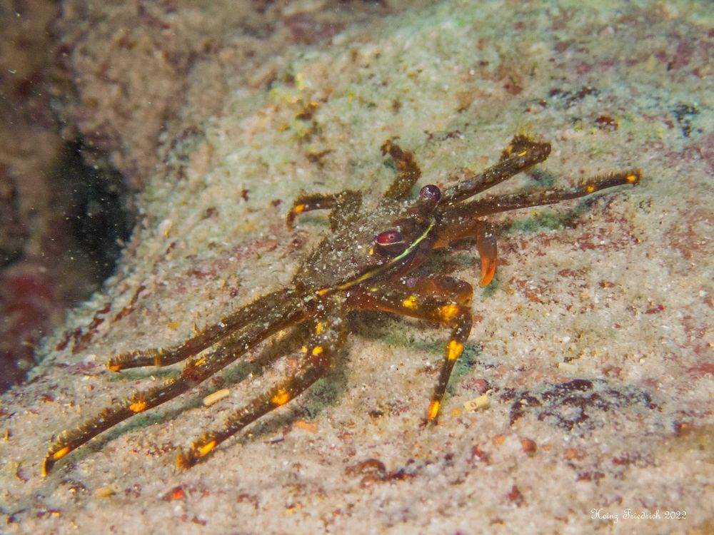 Gebänderte Krabbe Foto & Bild | tiere, wildlife, krebse Bilder auf ...