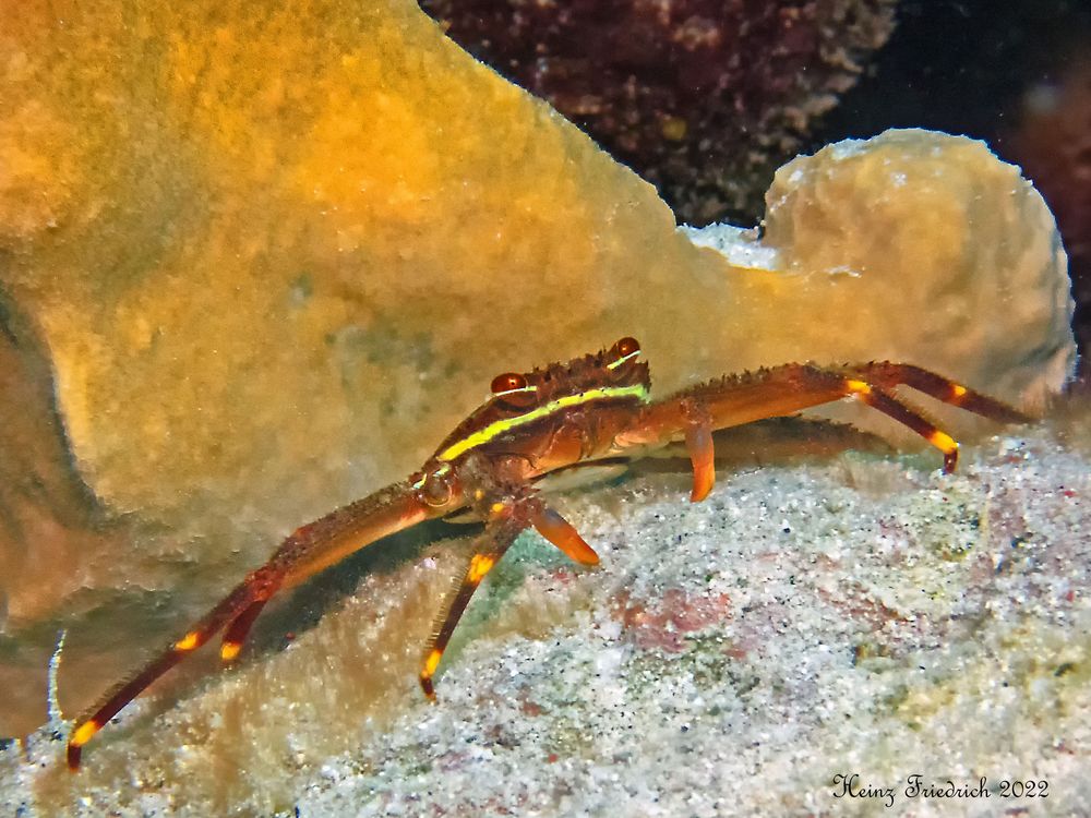 Gebänderte Krabbe Foto & Bild | natur, freude, tiere Bilder auf ...