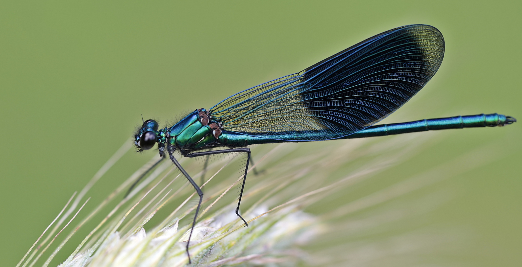 Gebänderte Prachtlibelle (Calopteryx splendens) Foto & Bild | wasser ...