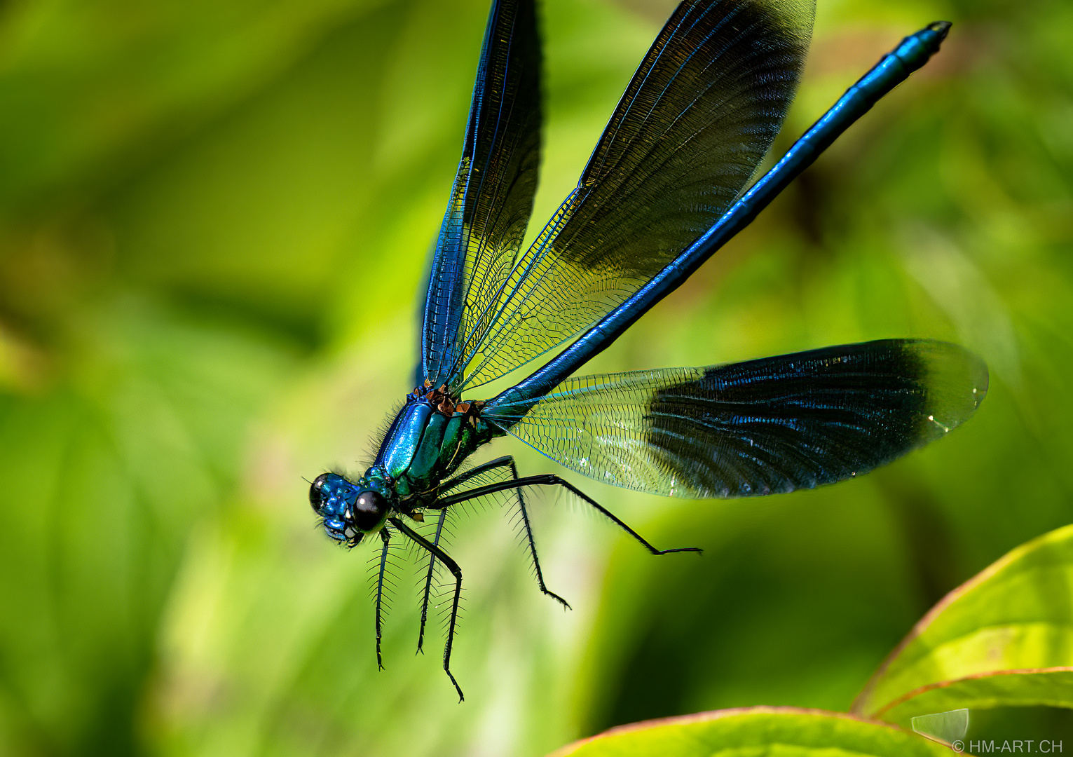 Gebänderte Prachtlibelle im Flug Foto & Bild | natur, insekten, tiere Bilder auf fotocommunity