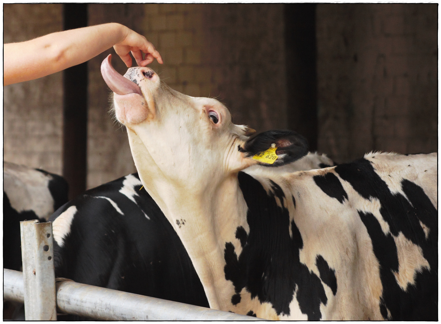 Geben und nehmen Foto & Bild | tiere, haustiere, nutztiere Bilder auf ...