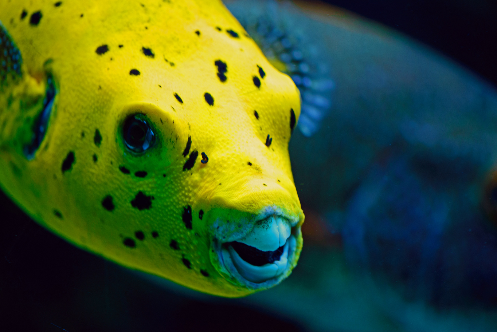 Gebiss. Foto & Bild | tiere, zoo, wildpark & falknerei, zoo: fische ...