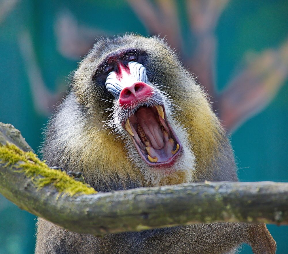 Gebiss -----Ohne Befund. Foto & Bild | tiere, zoo, wildpark & falknerei ...