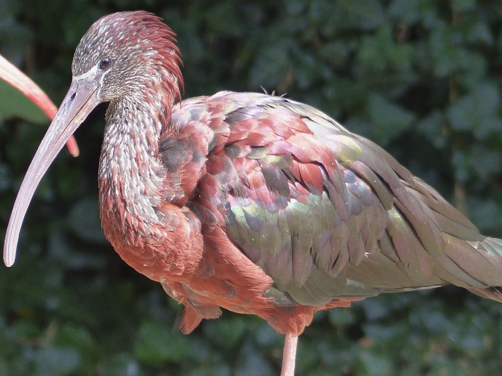 Gebogene Schnäbel Foto & Bild | tiere, zoo, wildpark & falknerei, vögel ...