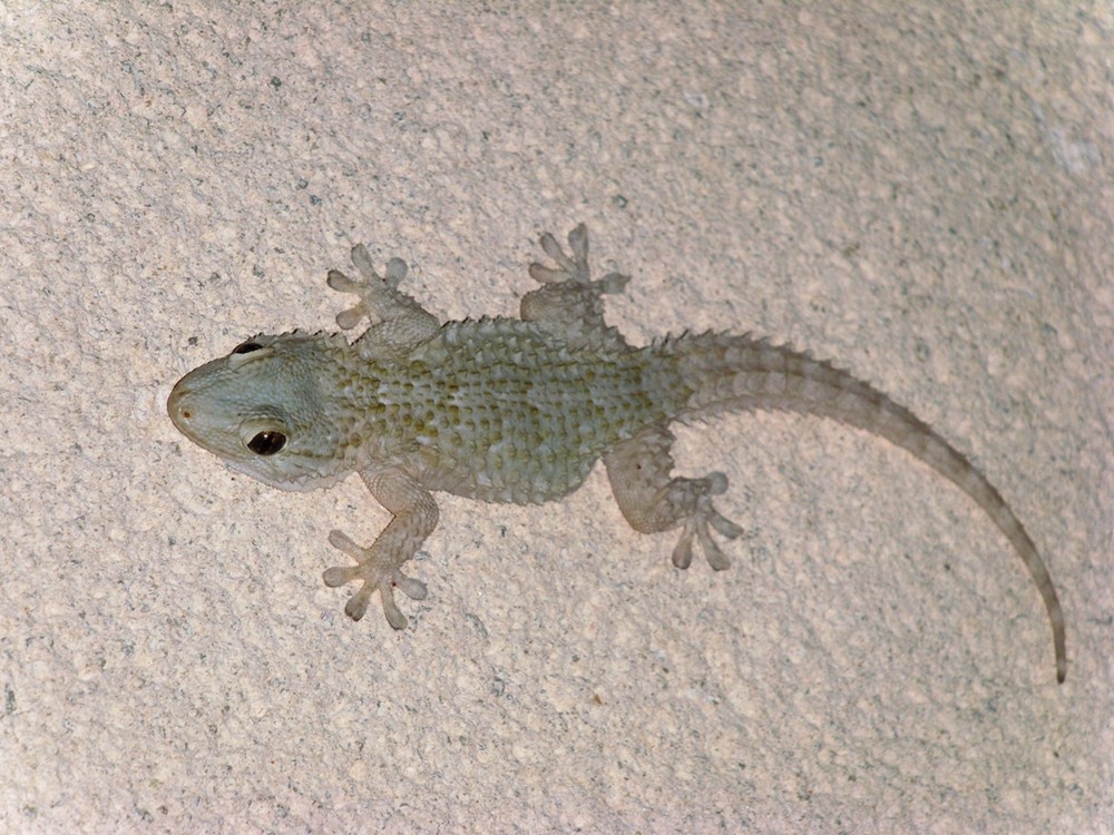 Gecco Foto & Bild | tiere, wildlife, amphibien & reptilien Bilder auf ...