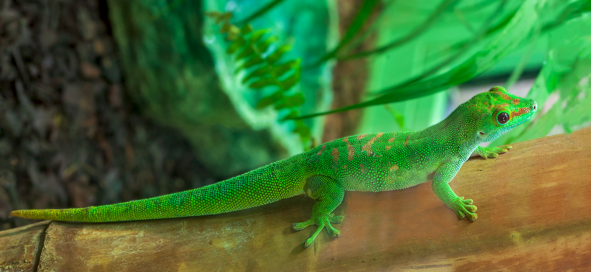 Gecko 001 Foto & Bild | deutschland, europe, nordrhein- westfalen ...