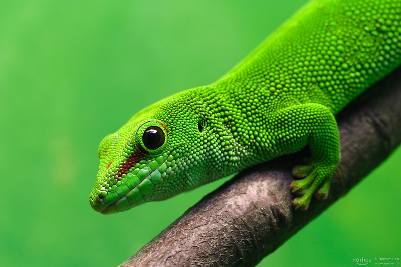 Gecko Foto & Bild | tiere, zoo, wildpark & falknerei, amphibien ...