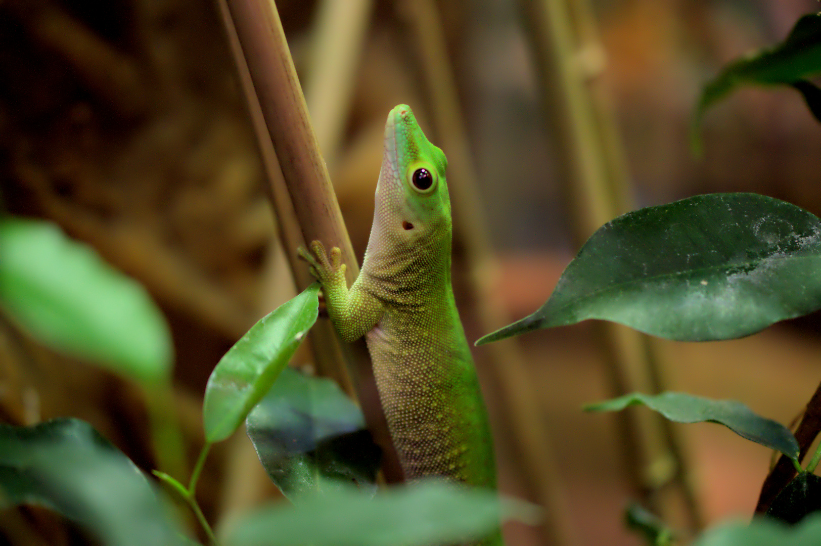 Gecko Foto & Bild | tiere, nature, natur Bilder auf fotocommunity