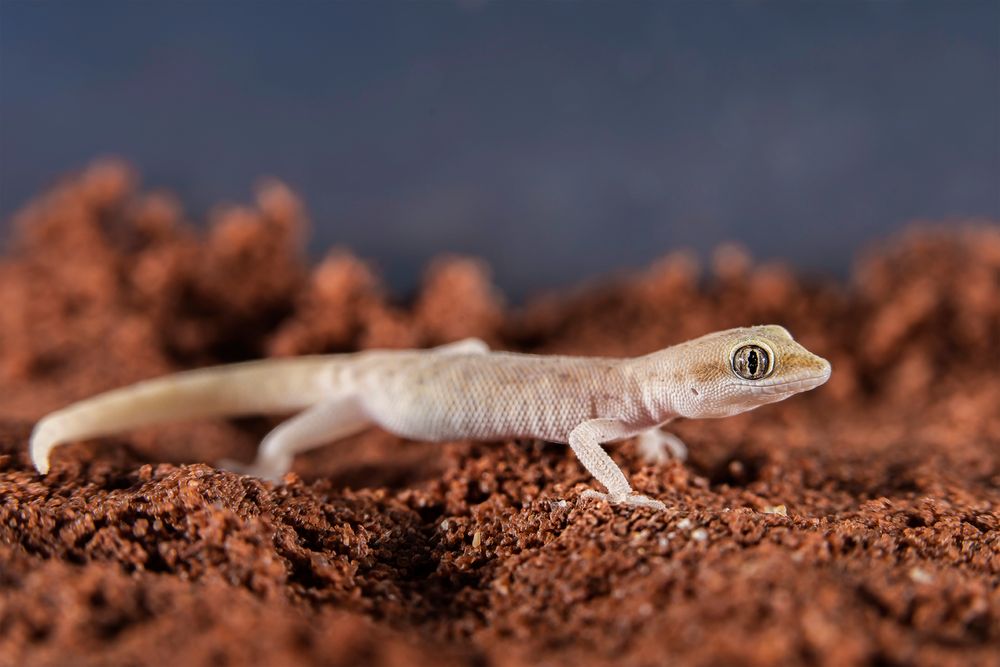 Gecko Foto & Bild | tiere, haustiere, terraristik Bilder auf fotocommunity