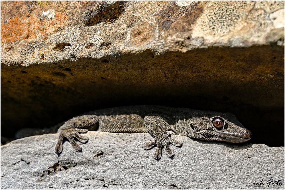 Gecko auf Teneriffa Foto & Bild | spain, world, natur Bilder auf ...