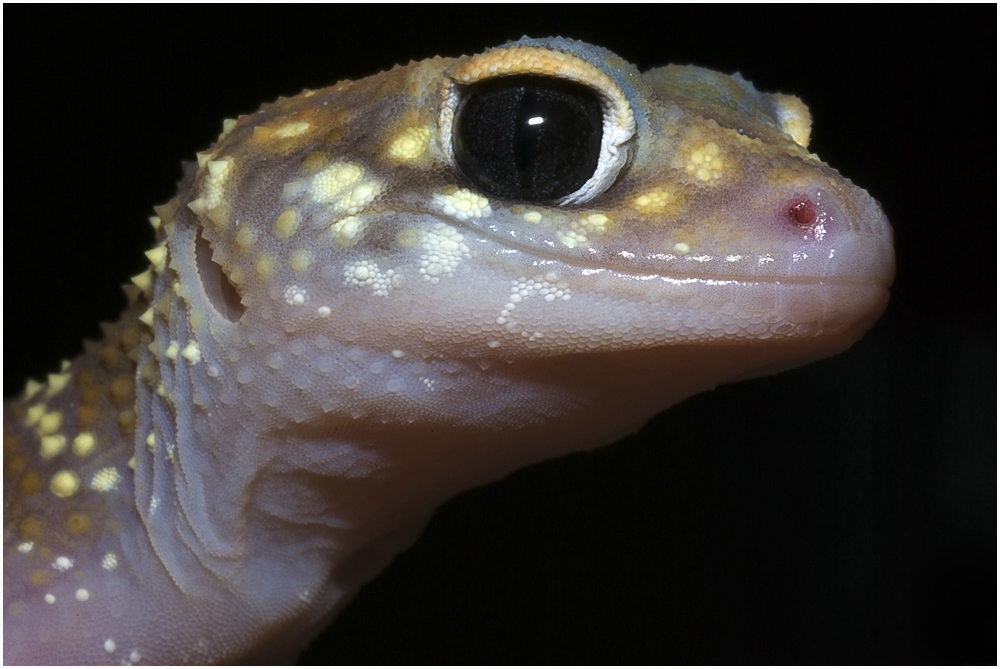 Gecko Foto & Bild | tiere, wildlife, amphibien & reptilien Bilder auf ...