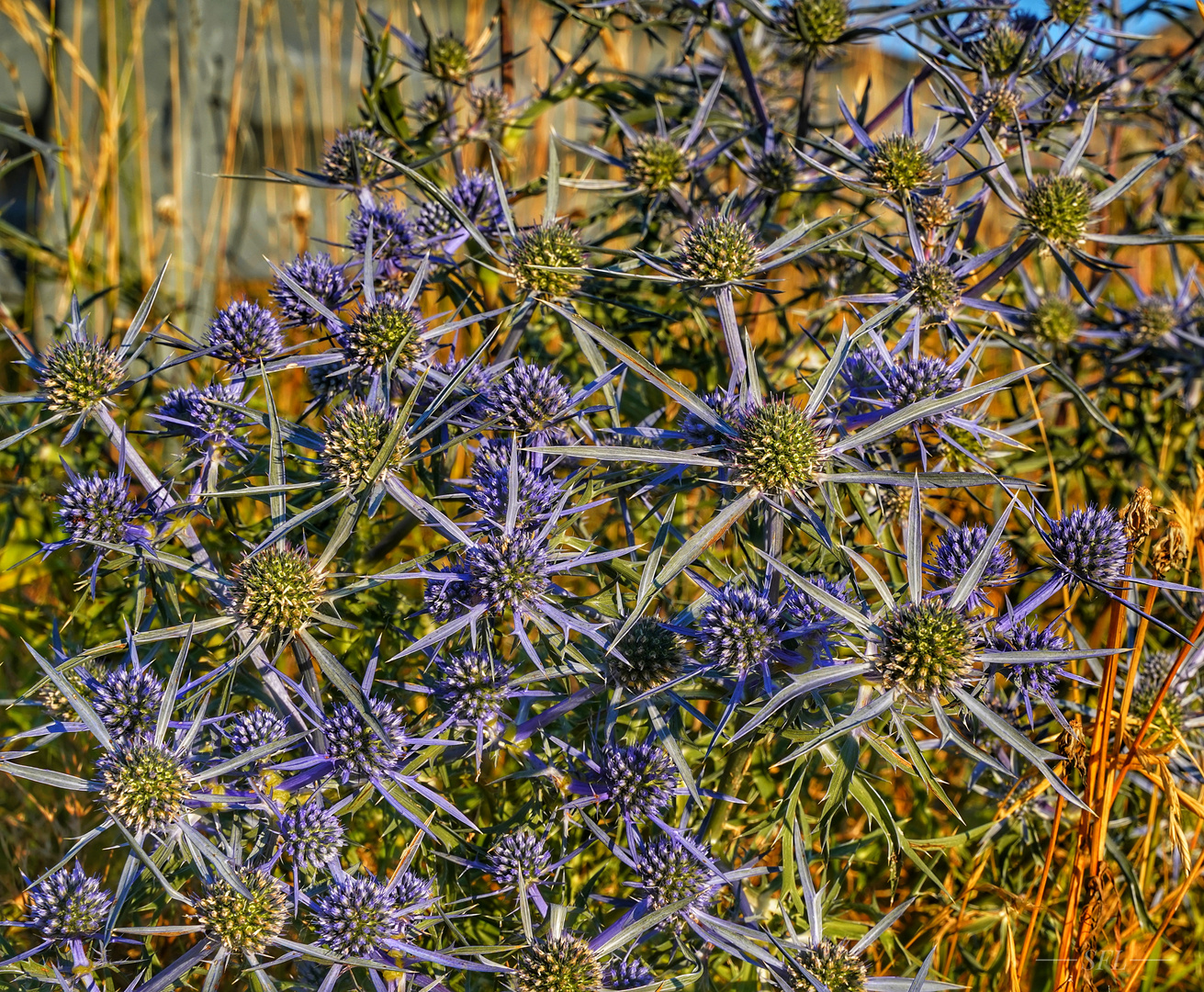 Gedanken Foto & Bild | italy, natur, italien Bilder auf fotocommunity