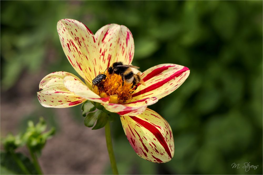Gedränge Foto & Bild | natur-makros, projekte, natur-kreativ Bilder auf fotocommunity