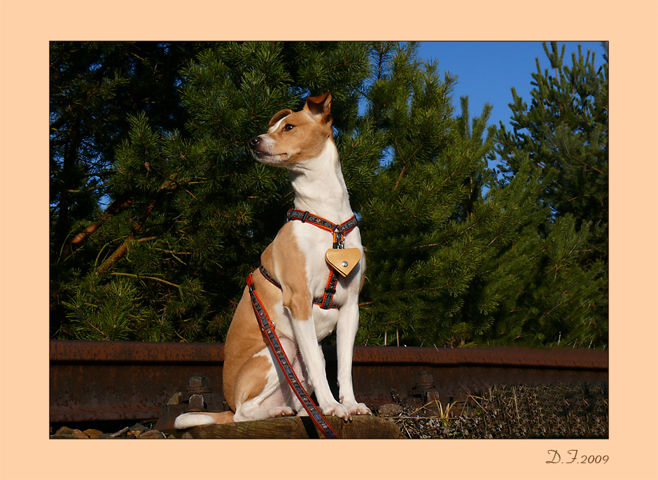 "Geduld" Foto & Bild | tiere, haustiere, hunde Bilder auf fotocommunity