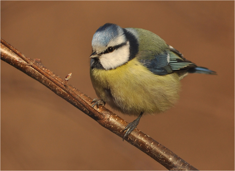 Geduld Foto & Bild | tiere, wildlife, wild lebende vögel Bilder auf ...