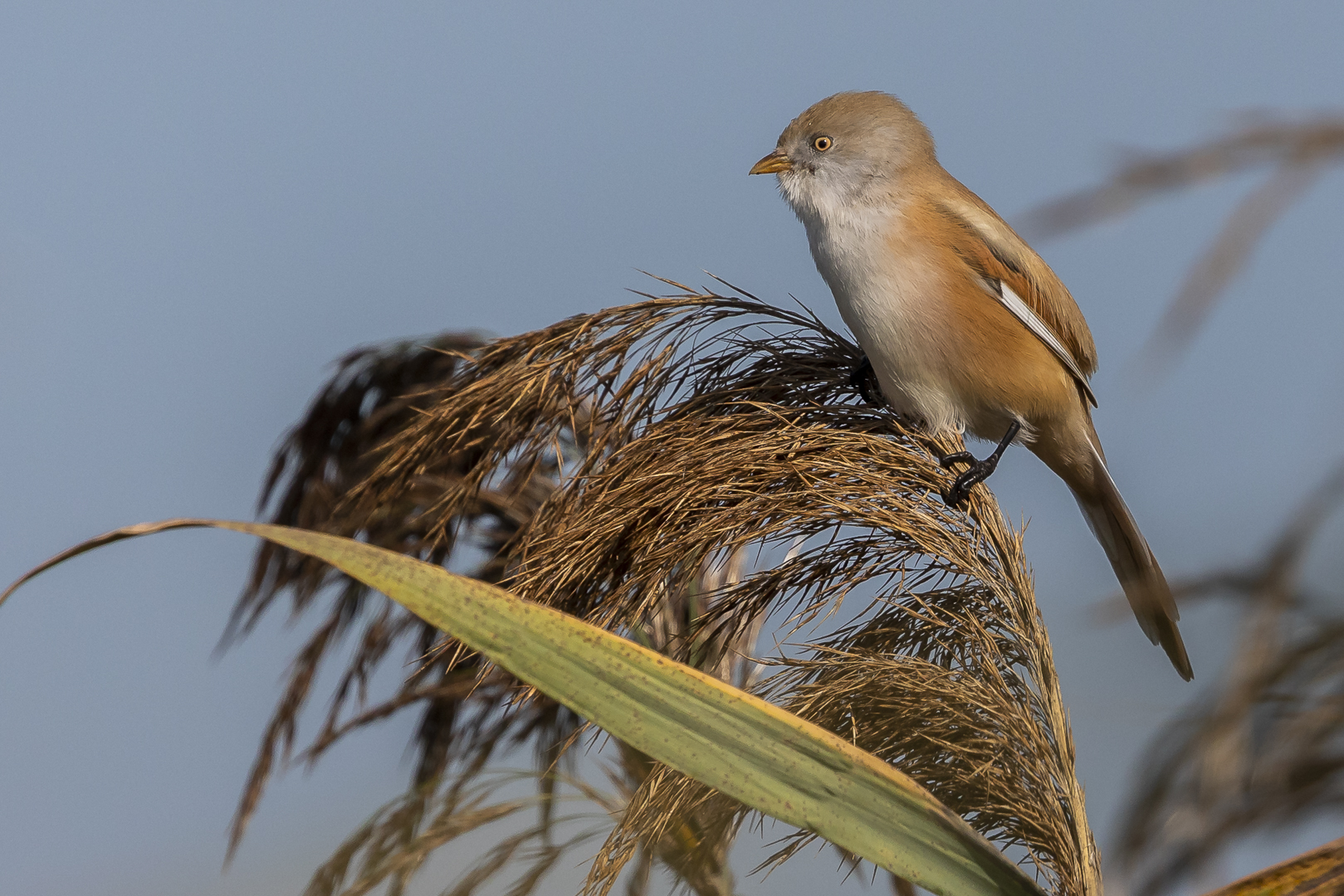 Geduld.... Foto & Bild | schilf, natur, europa Bilder auf fotocommunity