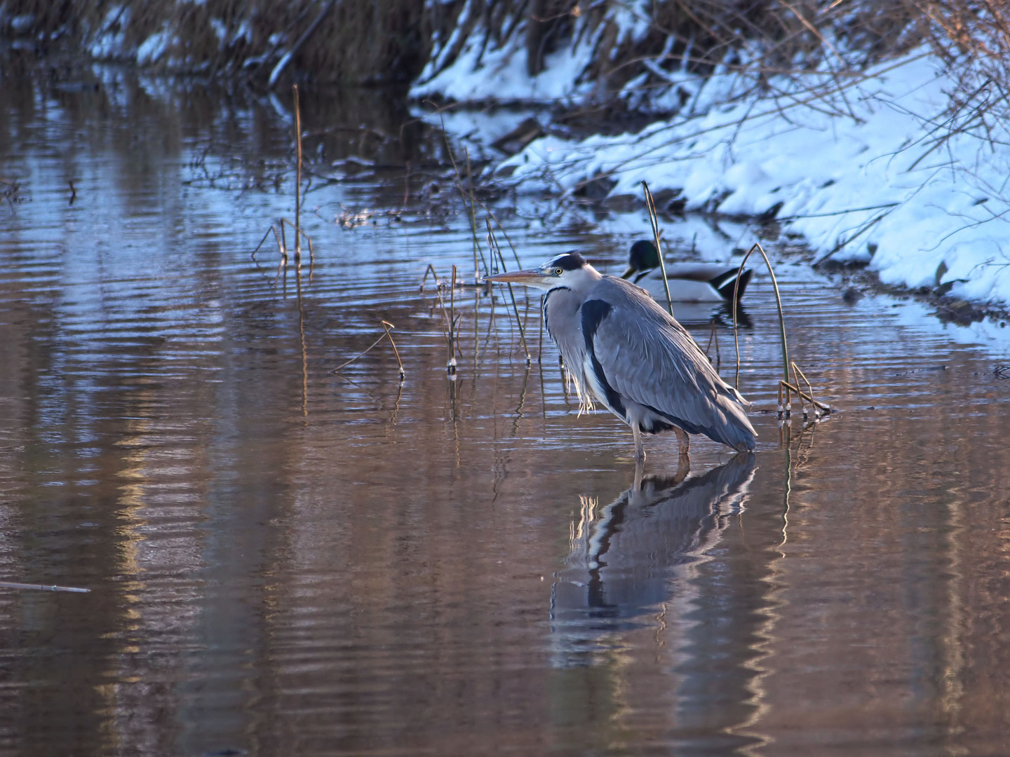 Geduld... Foto & Bild | natur, tiere, vögel Bilder auf fotocommunity