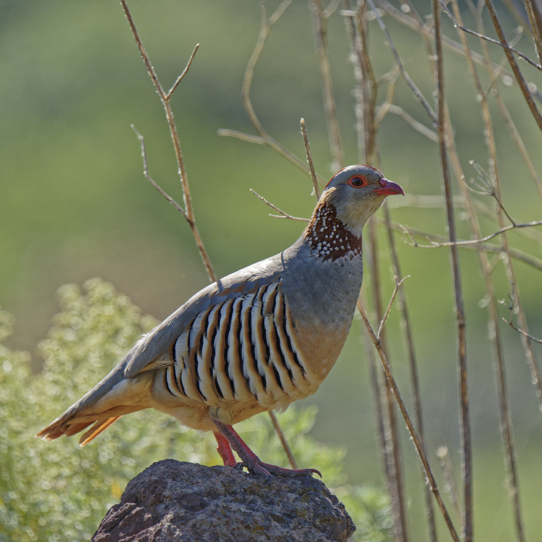 Geduld Foto & Bild | fotos, natur, landschaft Bilder auf fotocommunity