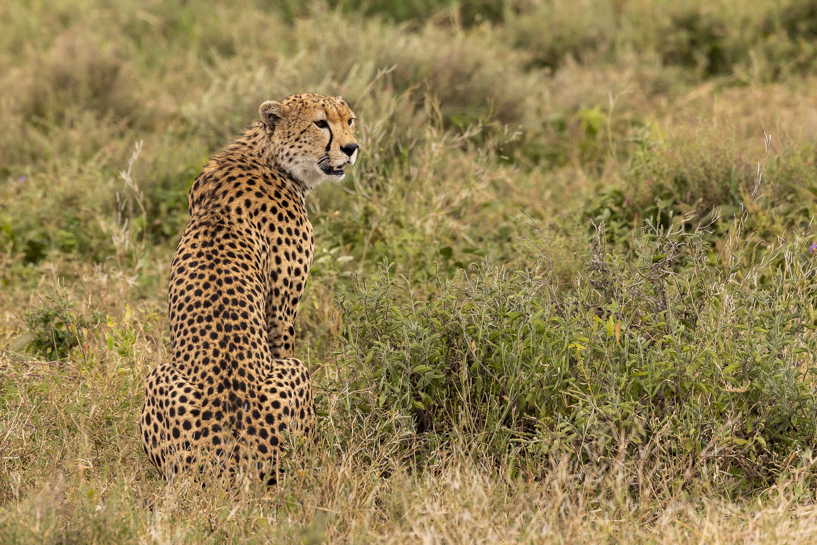 Geduld... Foto & Bild | natur, katzen, reisen Bilder auf fotocommunity