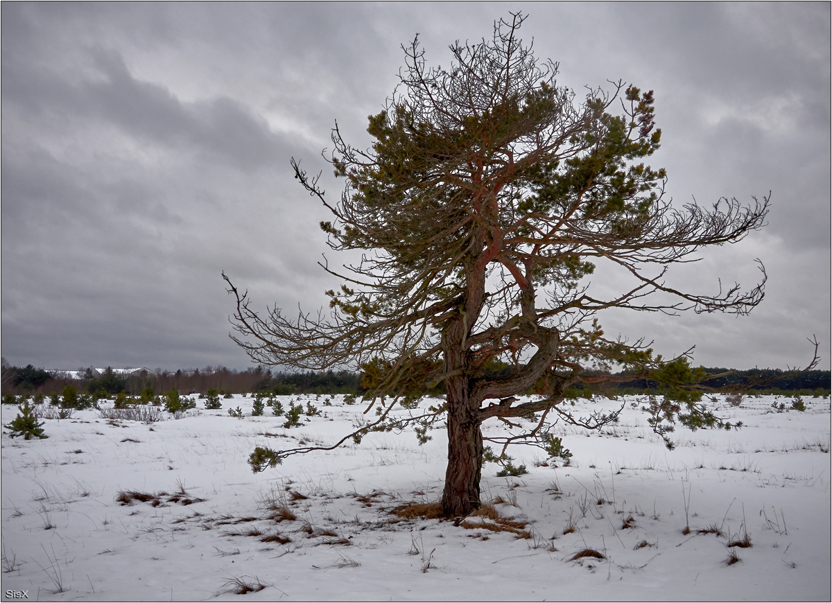 Geduld Foto & Bild | münchen, kalt, bäume Bilder auf fotocommunity