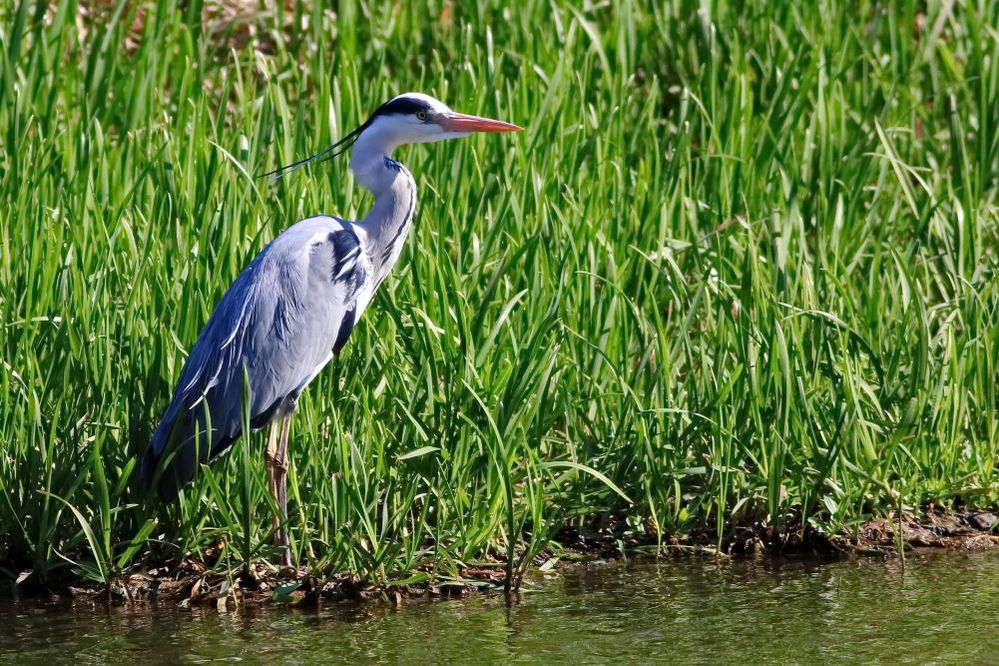 Geduld Foto & Bild | vögel, fotos, wasser Bilder auf fotocommunity