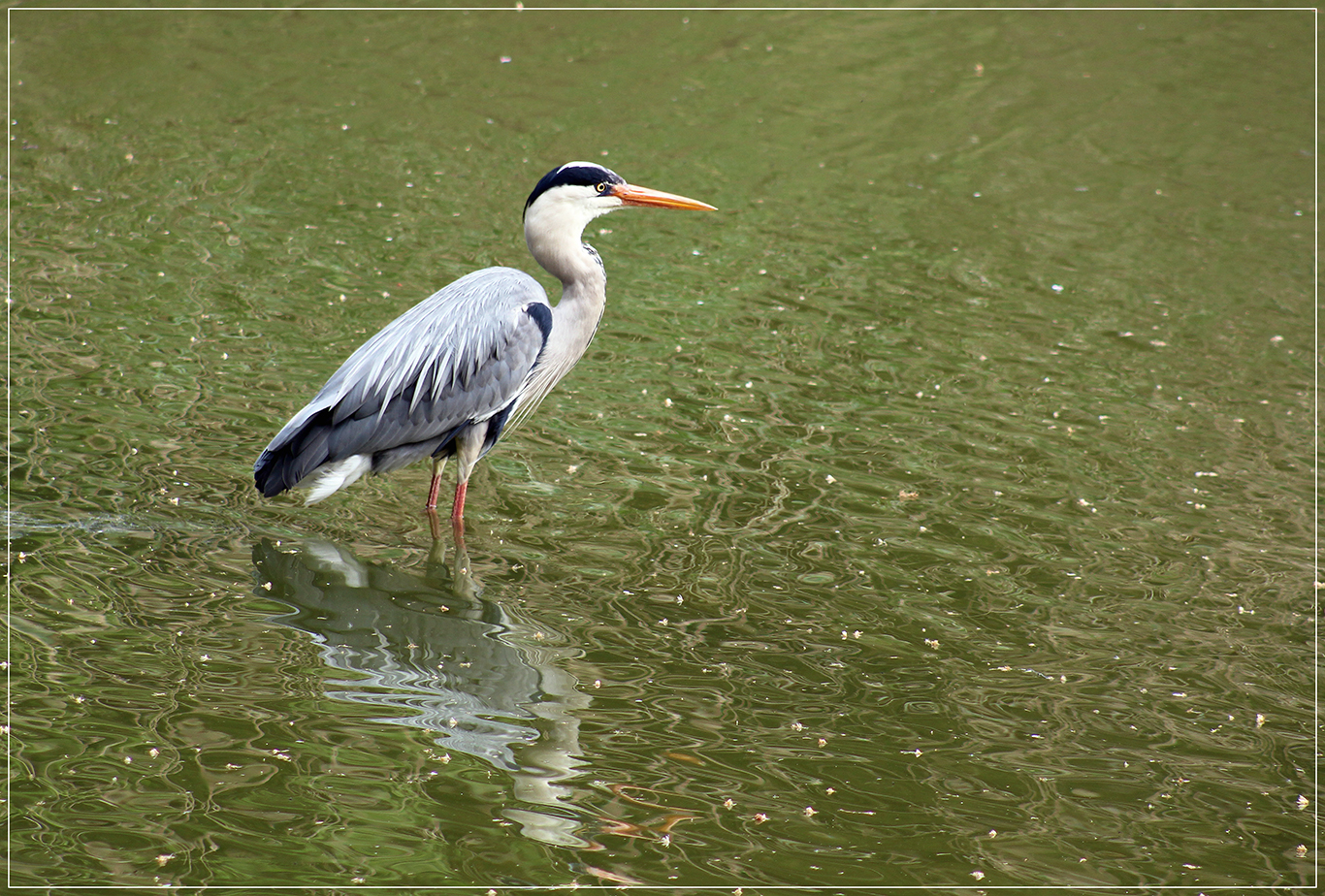 ...Geduld Foto & Bild | tiere, wildlife, wild lebende vögel Bilder auf ...
