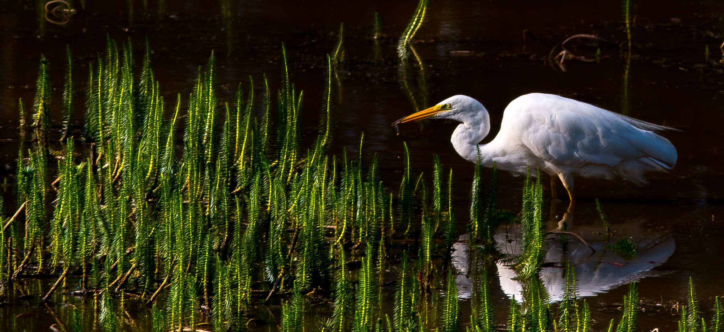 Geduld Foto & Bild | tiere, wildlife, wild lebende vögel Bilder auf ...