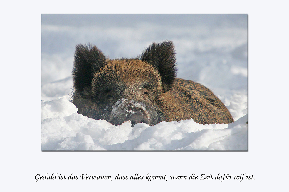 Geduld... Foto & Bild | karten und kalender, karten, spezial Bilder auf ...