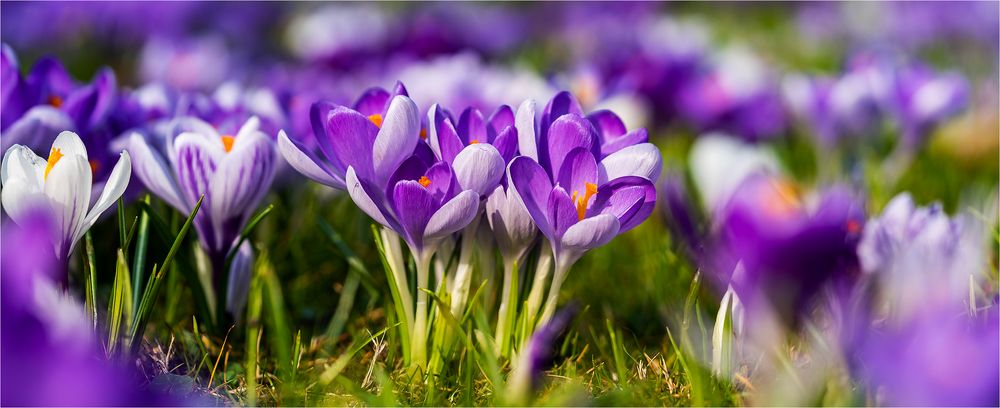 Geduld, Geduld … aber dann … Foto & Bild | spezial, frühling, natur ...