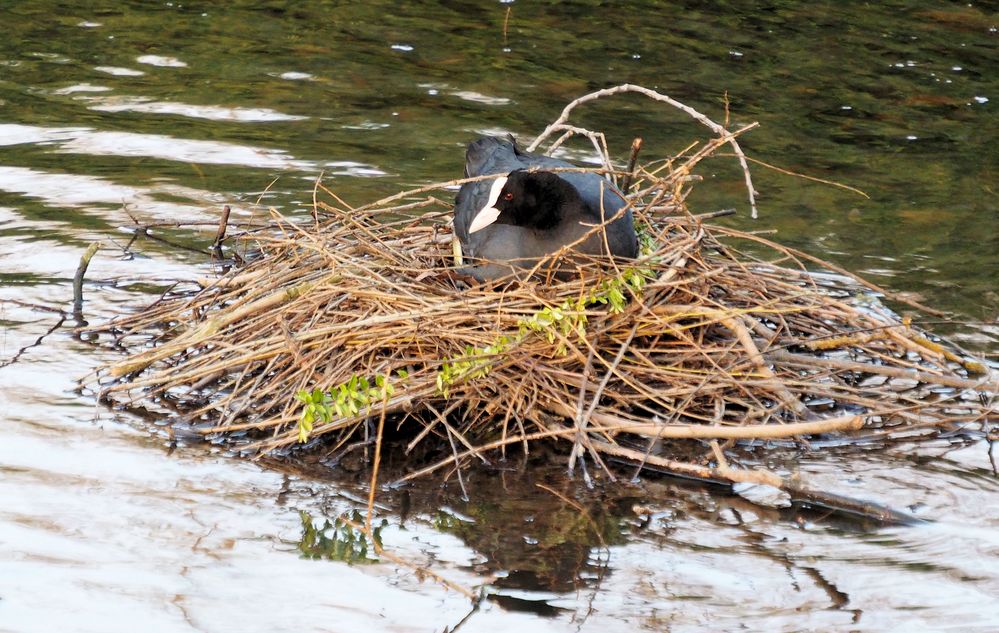 Geduld ist gefragt ... Foto & Bild | natur, tiere, vögel Bilder auf ...
