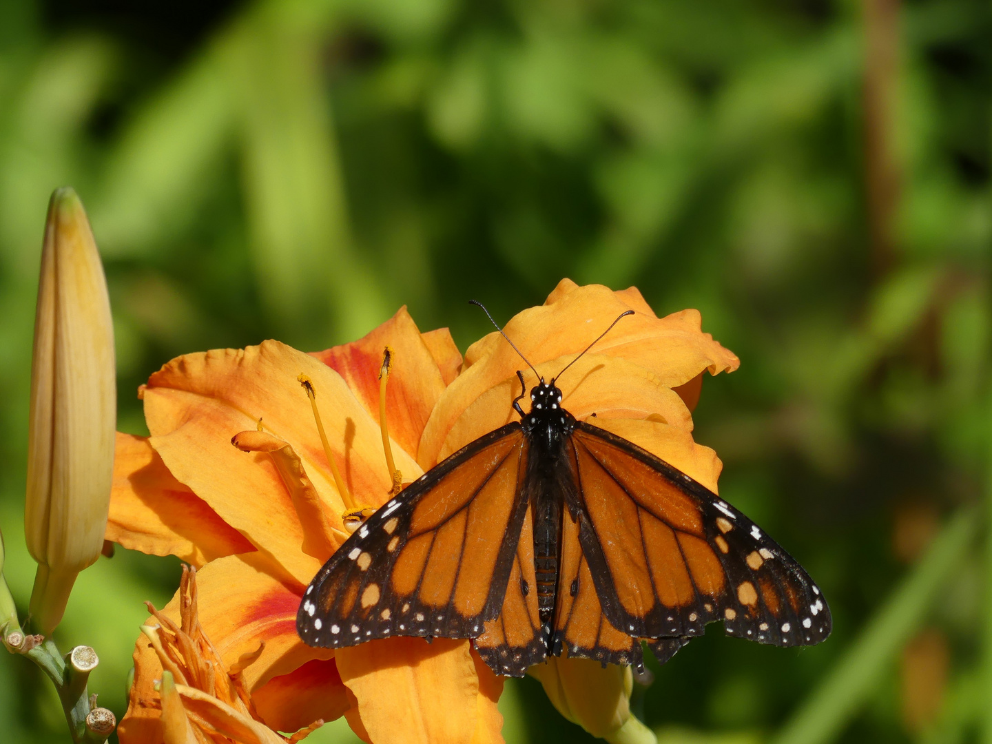 Geduld lohnt sich Foto & Bild | orange, natur, tiere Bilder auf ...