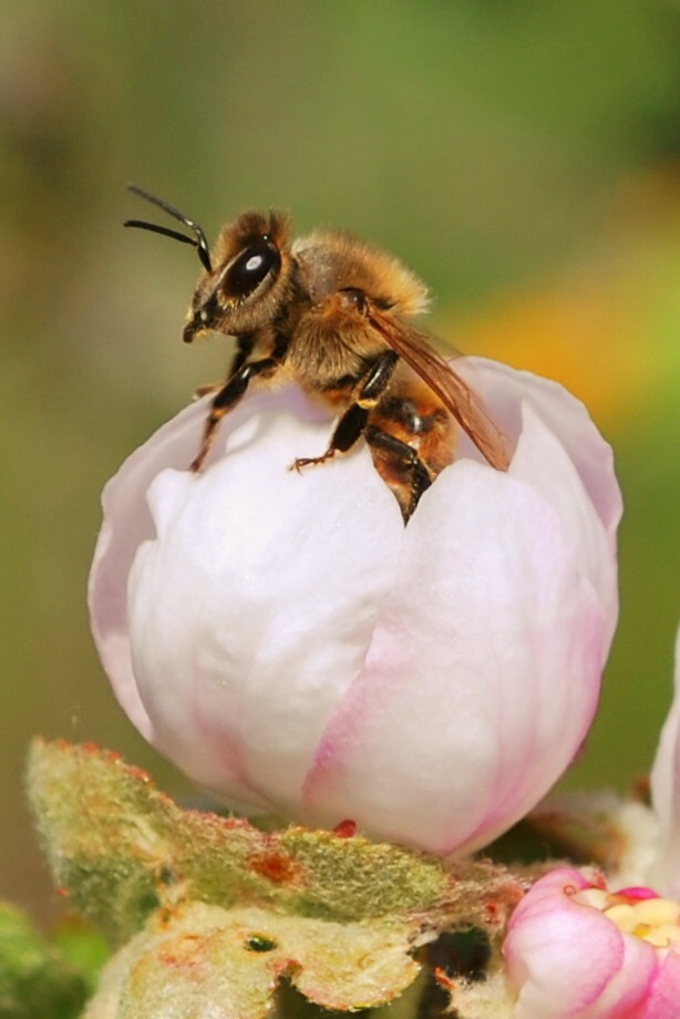 Geduld zahlt sich aus... Foto & Bild | tiere, wildlife, insekten Bilder ...