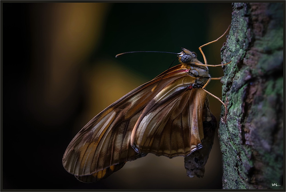 Geduldig wartend Foto & Bild | natur-makros, natur-kreativ ...