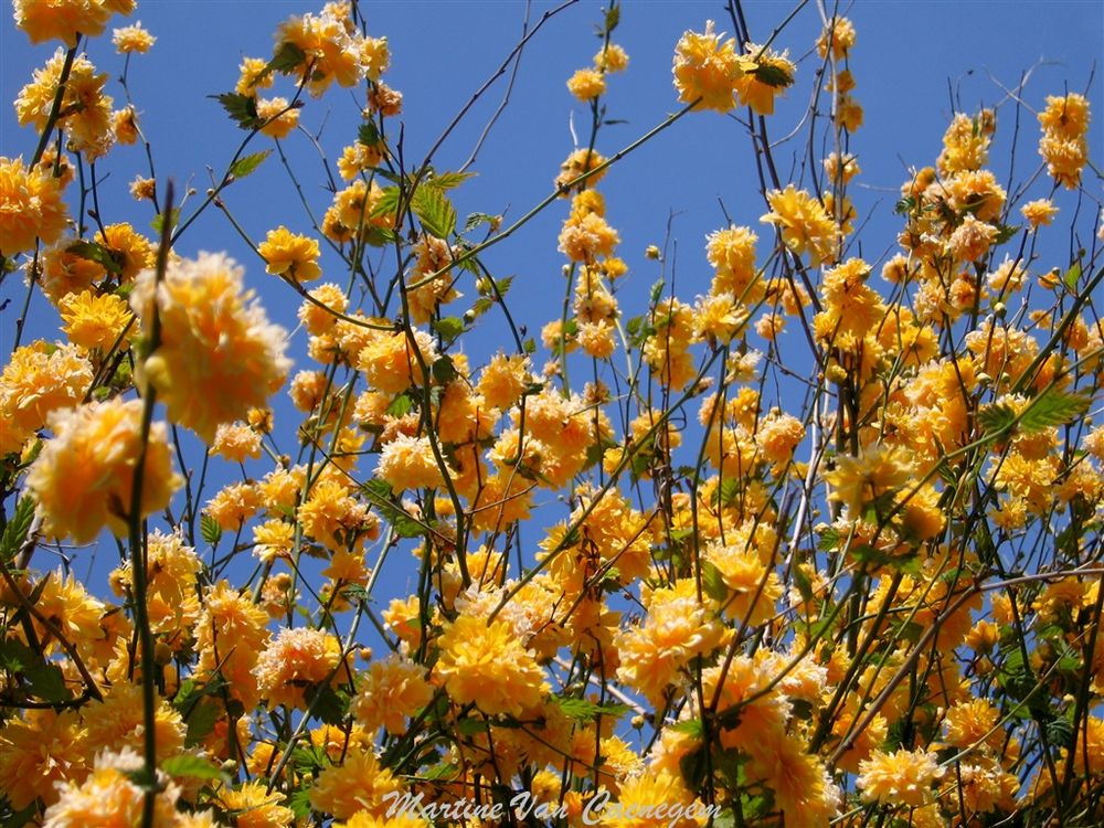 geel-geler-geelst Foto & Bild | landscape, seasons, spring Bilder auf ...