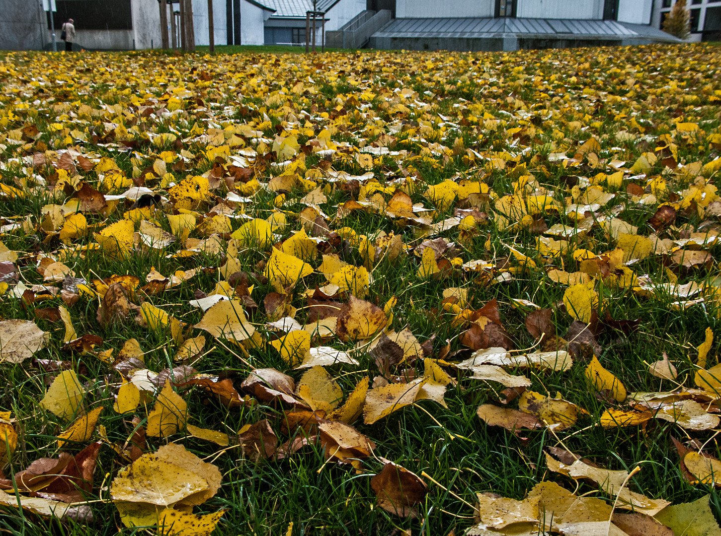 Gefallen Foto & Bild | pflanzen, pilze & flechten, bäume, jahreszeiten ...