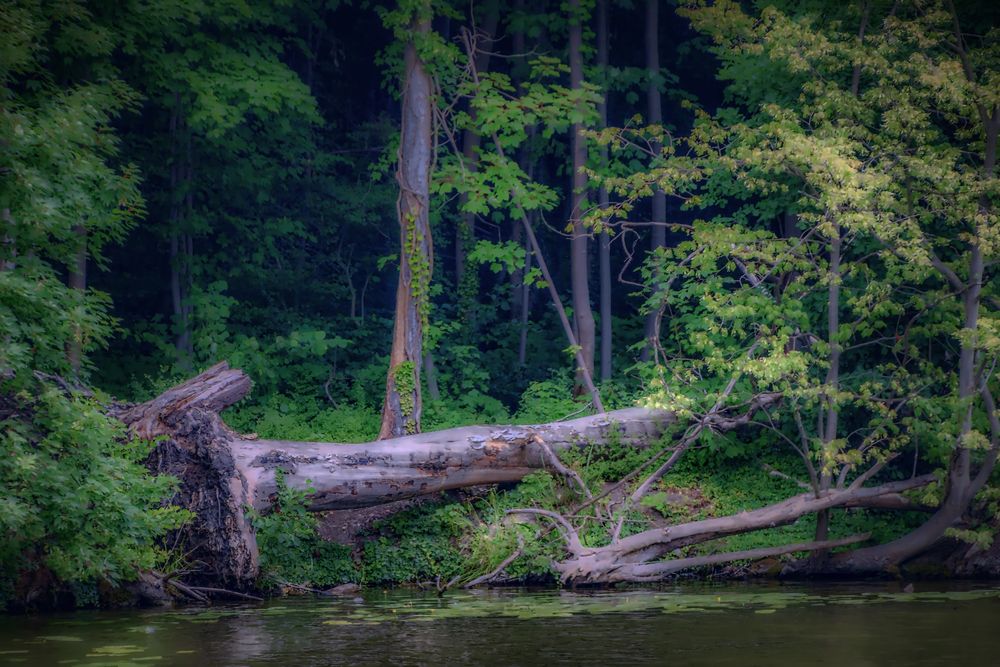 Gefallen Foto & Bild | deutschland, europe, brandenburg Bilder auf ...