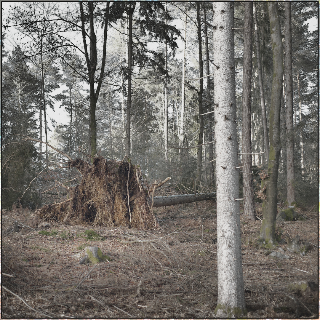 Gefallen Foto & Bild | landschaft, konzept- fotografie, wald Bilder auf ...